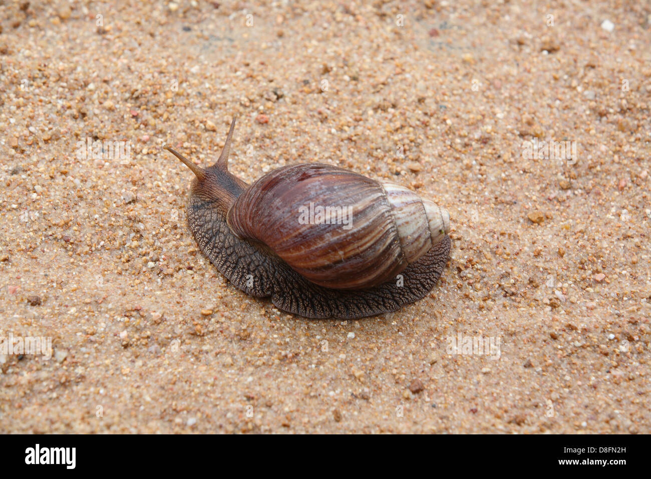 Herbivorous snail hi-res stock photography and images - Alamy