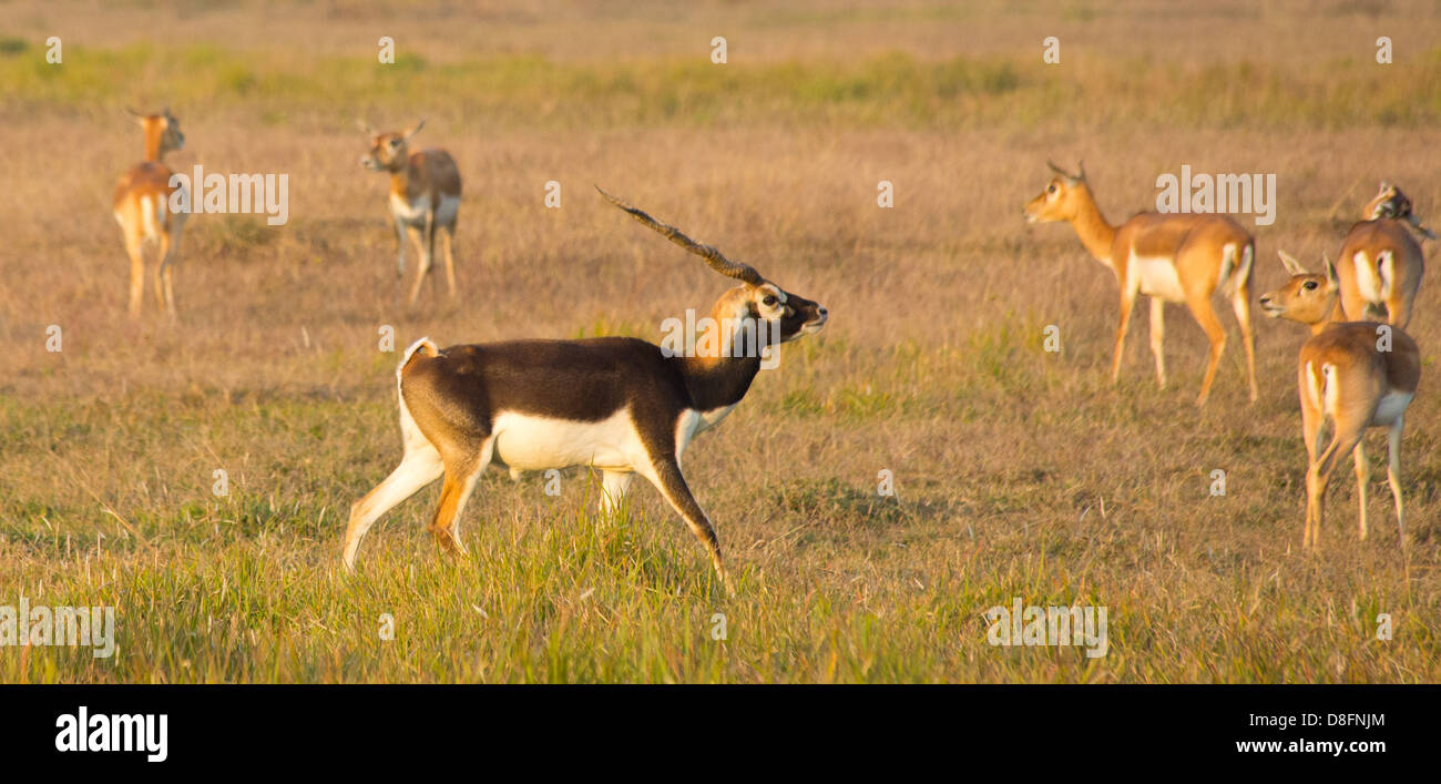 Black Buck antelope in the Black Buck Conservation Area, Khairapur ...