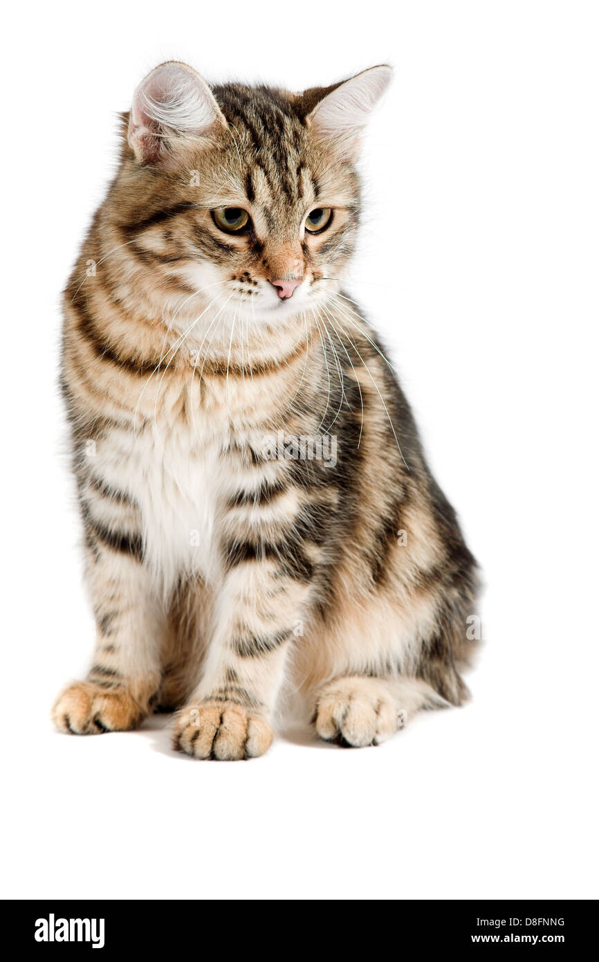 Grey stripy cat hi-res stock photography and images - Alamy