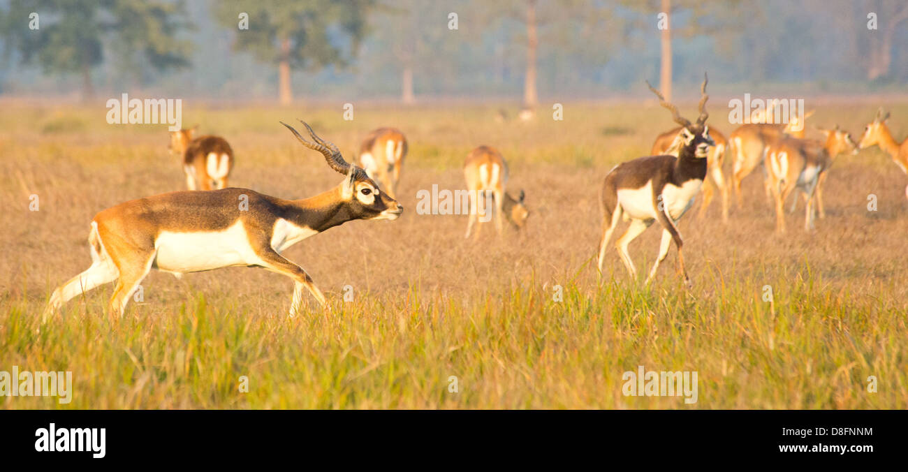 Black Buck antelope in the Black Buck Conservation Area, Khairapur ...