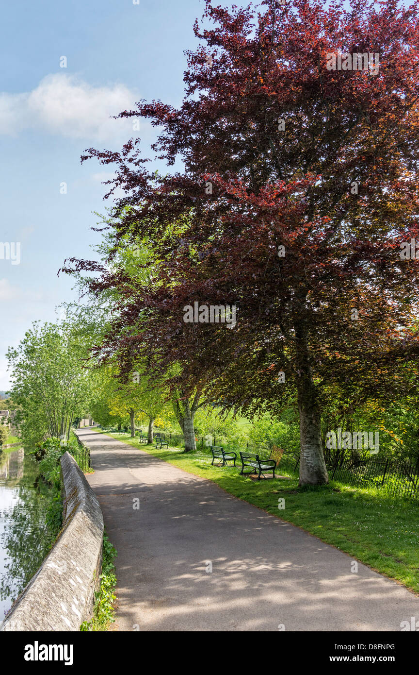 Path in park with trees hi-res stock photography and images - Alamy