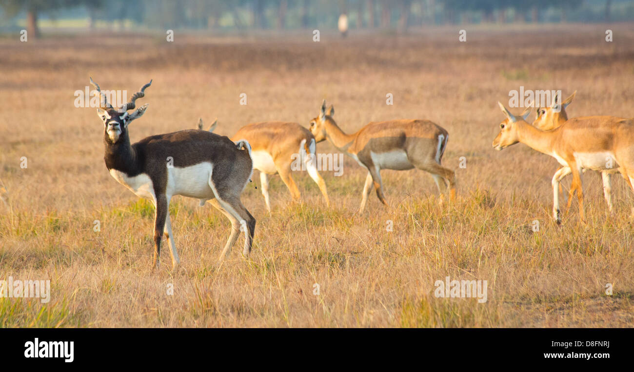Black Buck antelope in the Black Buck Conservation Area, Khairapur ...