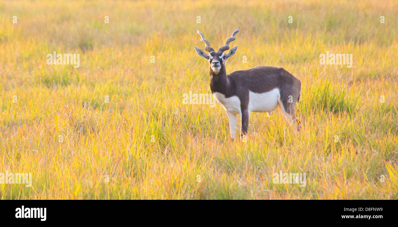 Adult male Black Buck antelope (Antilope cervicapra) in the Black Buck ...