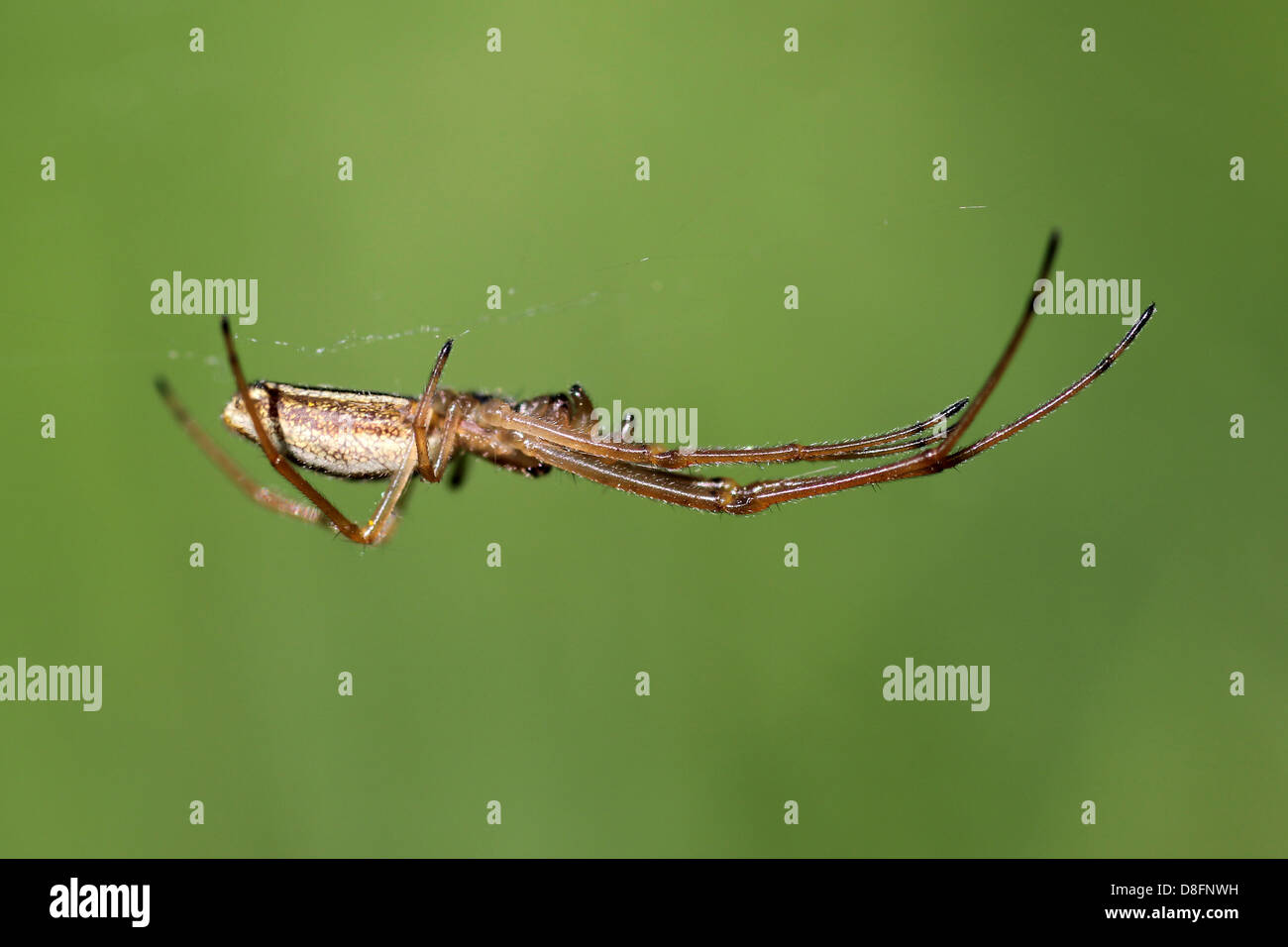 Tetragnatha Extensa Stock Photos & Tetragnatha Extensa Stock Images - Alamy