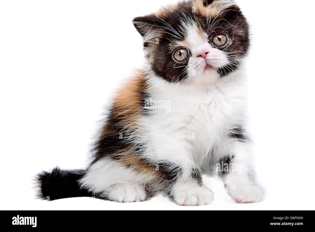 Tortoiseshell persian cat Stock Photo - Alamy