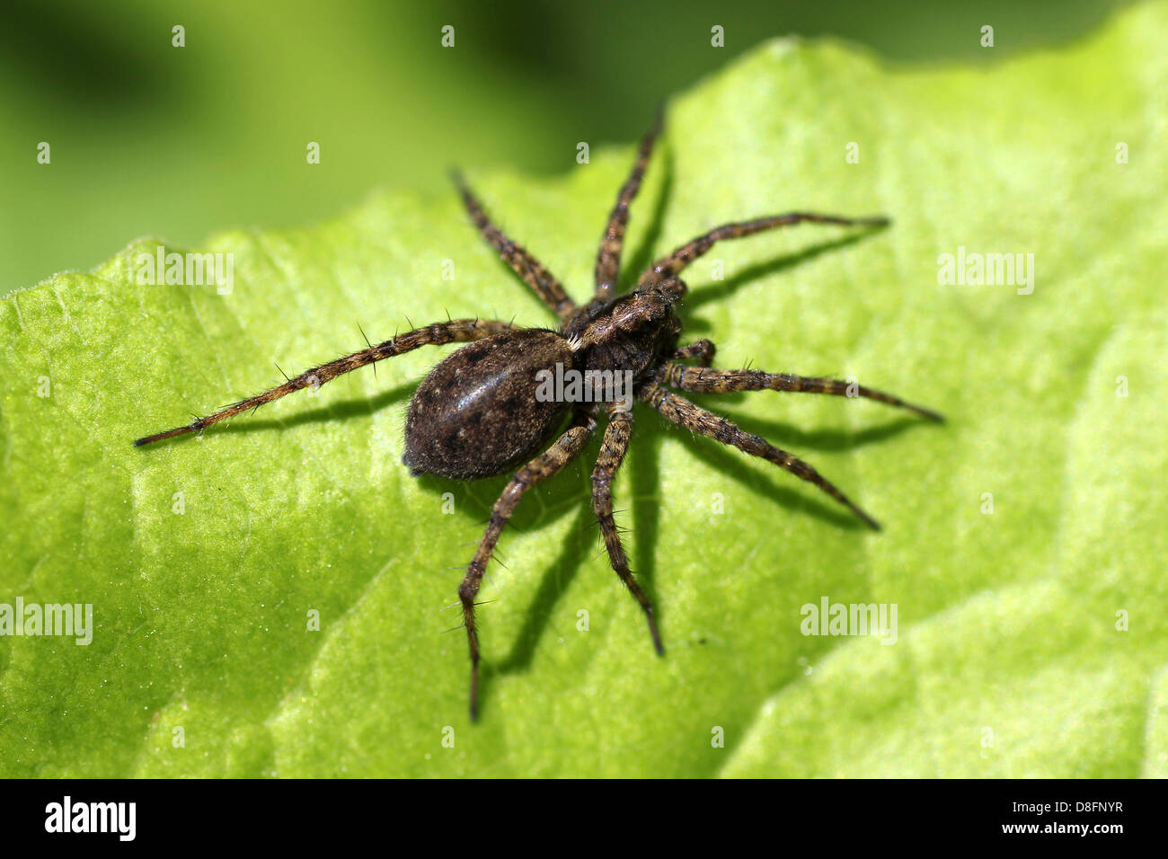 Wolf Spider Pardosa sp Stock Photo - Alamy