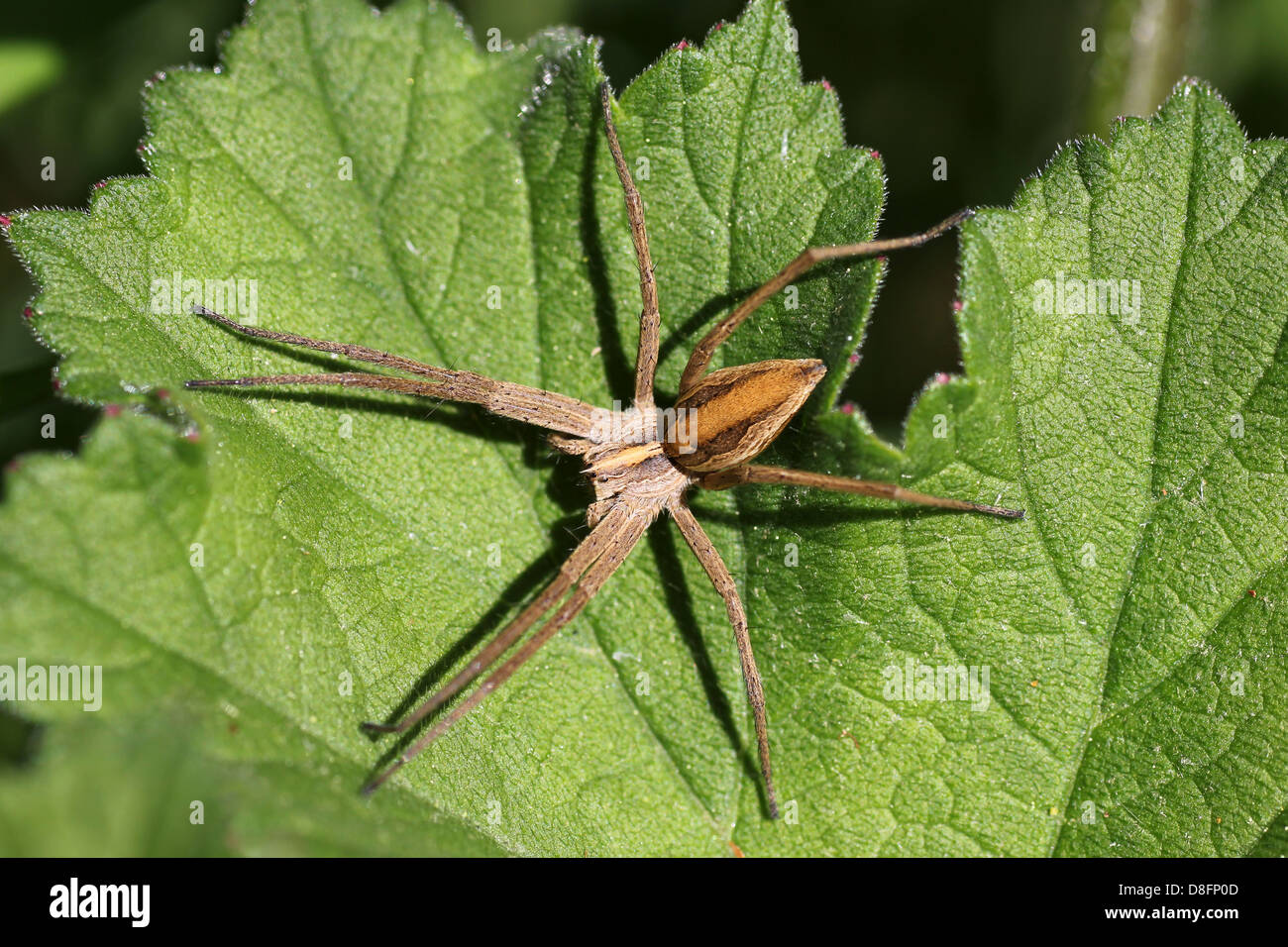 Pisaura mirabilis hi-res stock photography and images - Alamy