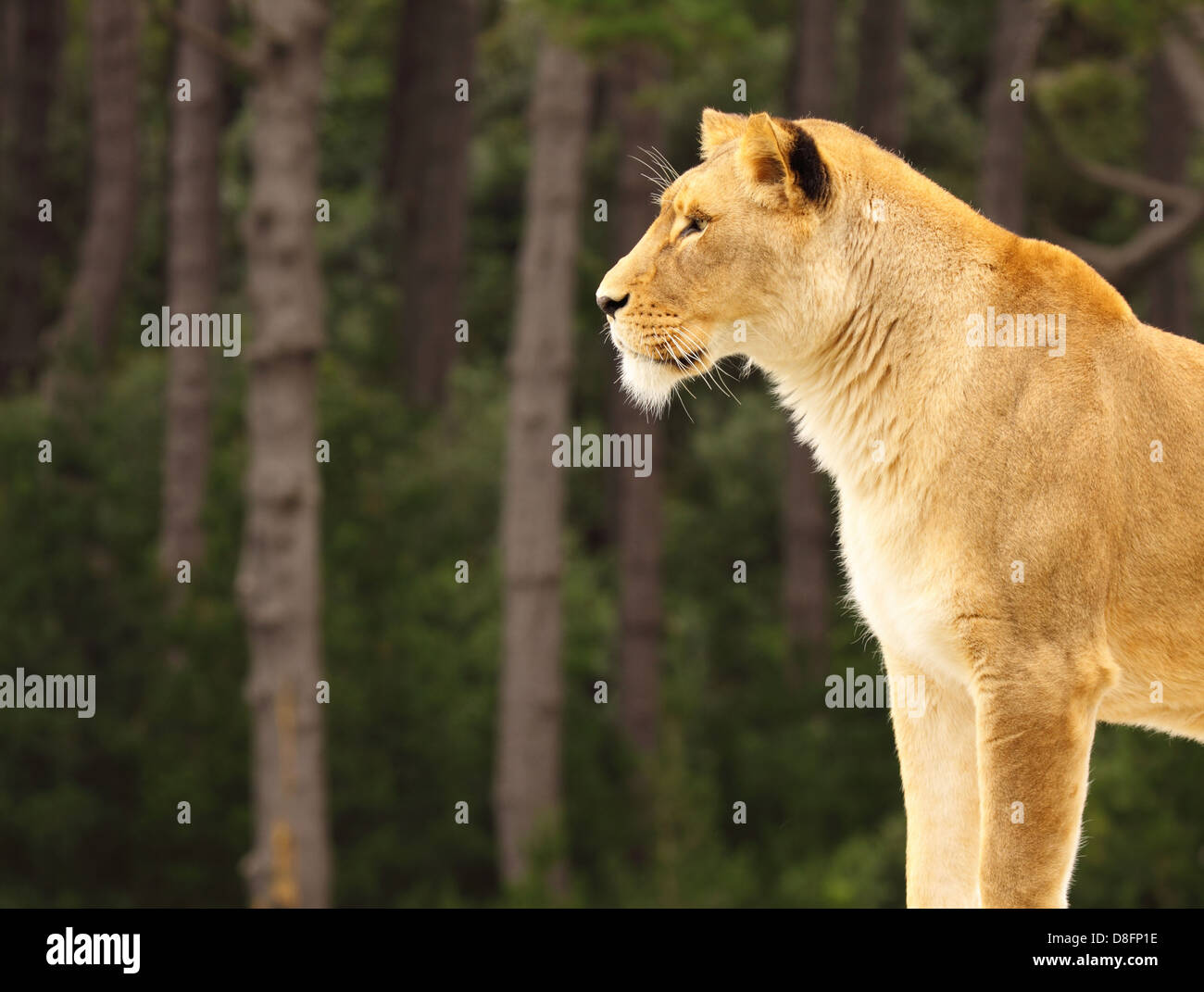 African Lion looking out across forest Stock Photo - Alamy