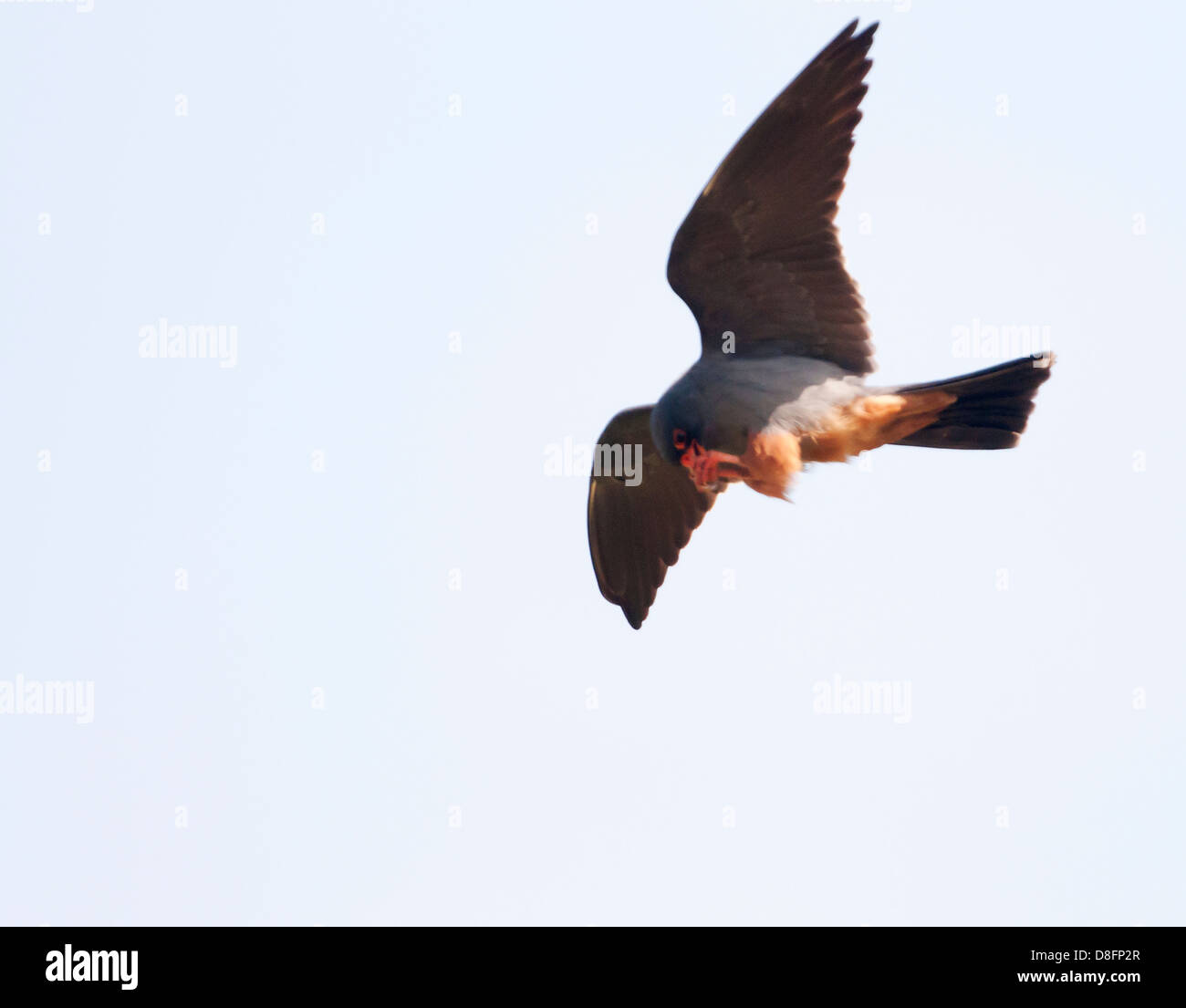 Male Red Footed Falcon (Falco vespertinus) feeding on insects caught on ...