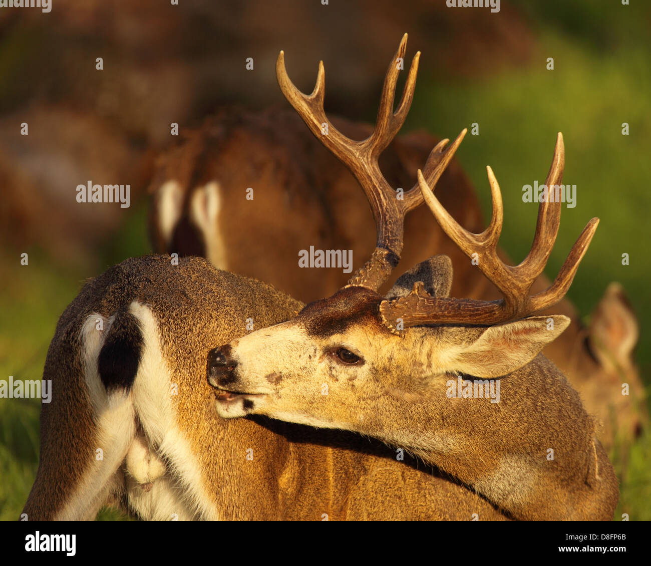 Black Buck Deer High Resolution Stock Photography and Images - Alamy