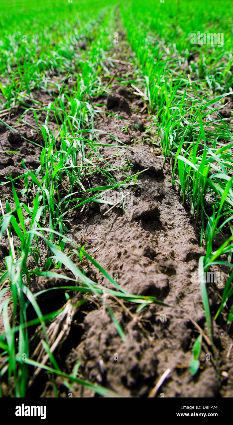 Sprouting wheat field hi-res stock photography and images - Alamy