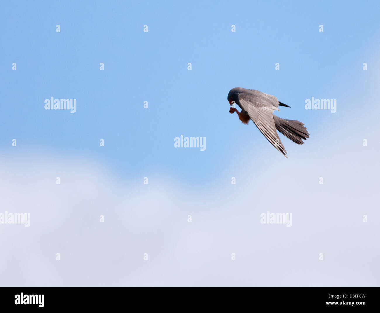 Male Red Footed Falcon (Falco vespertinus) feeding on insects caught on ...