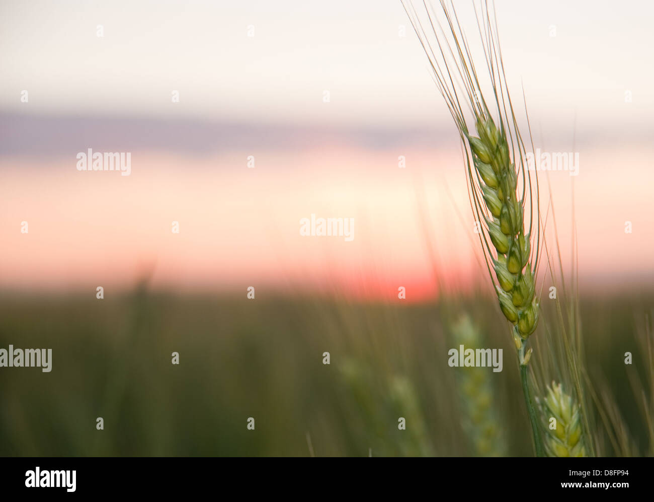Wheat and sunset Stock Photo - Alamy
