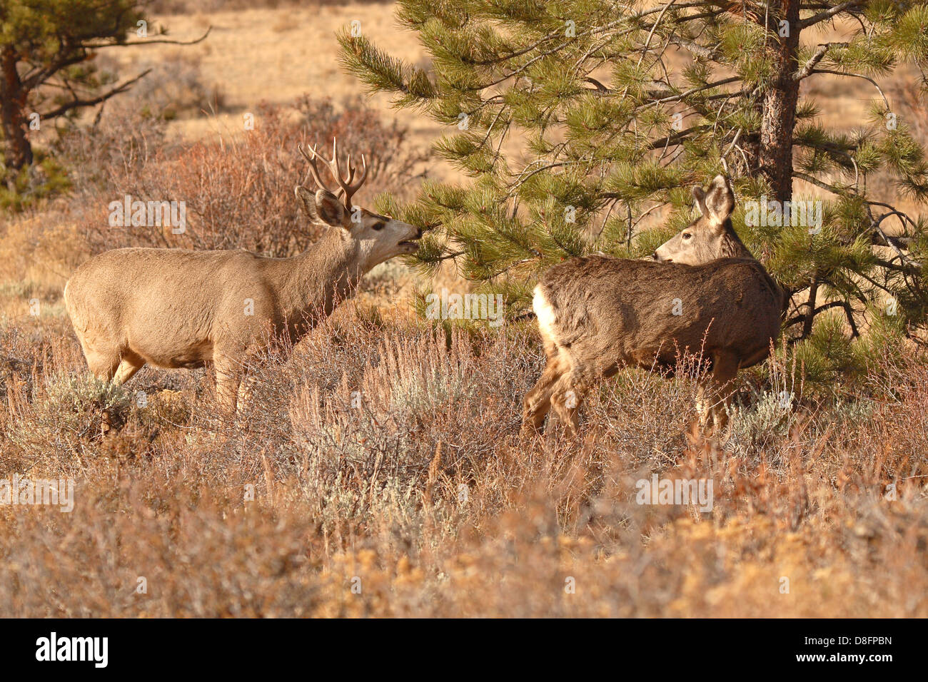8 point buck hi-res stock photography and images - Alamy