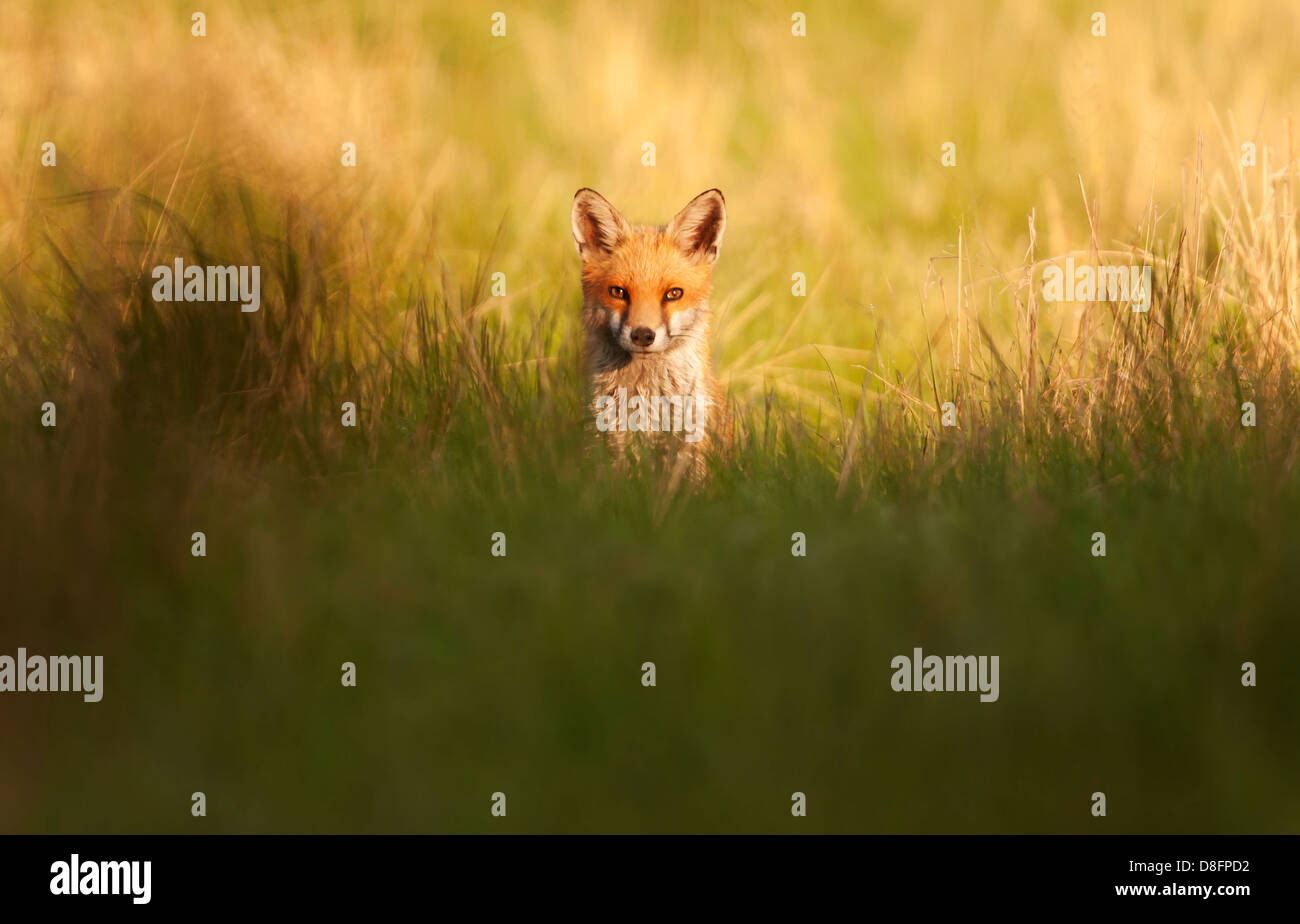 Red Fox Vulpes vulpes in golden early morning sunlight Stock Photo - Alamy