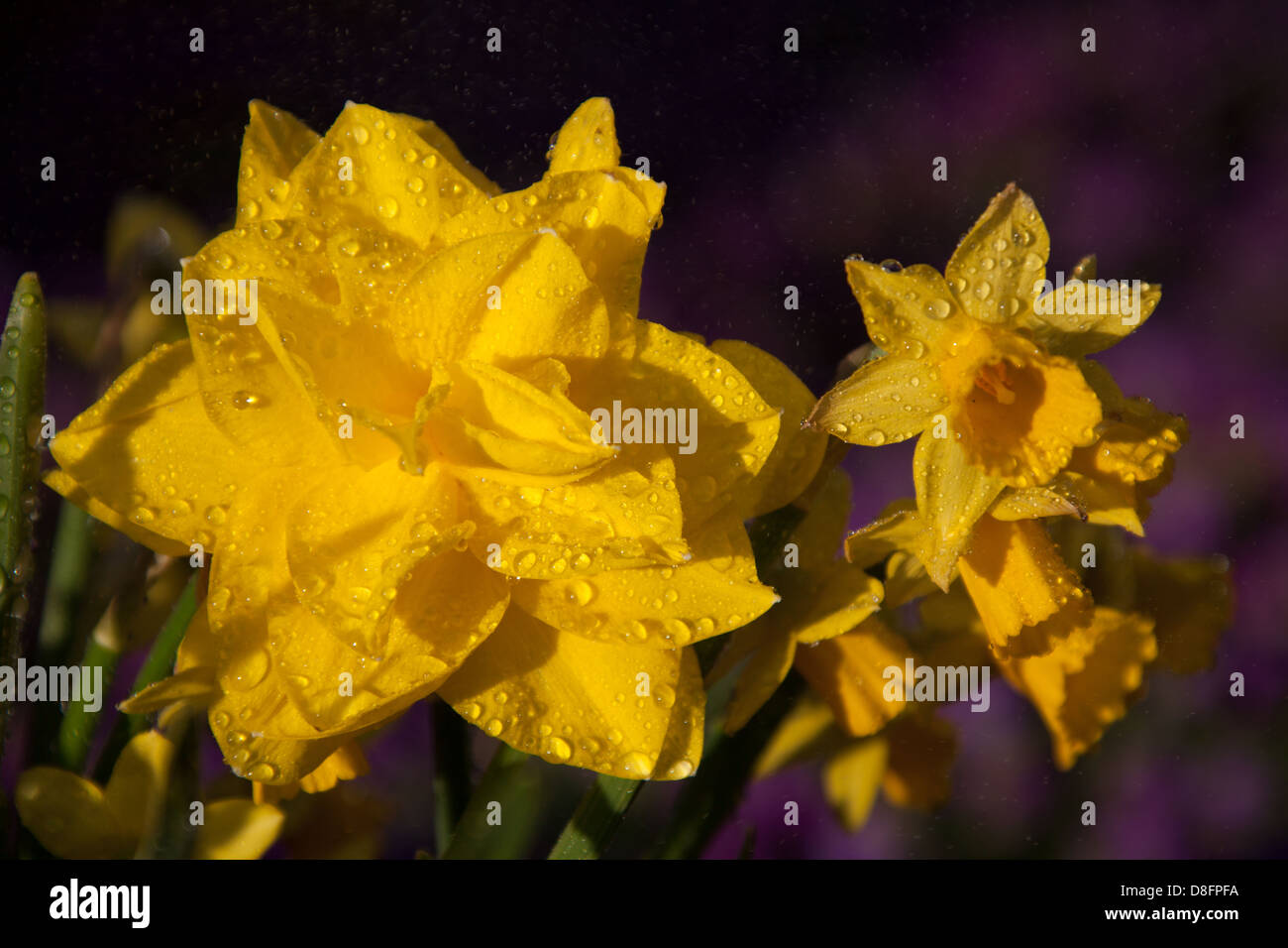 Close up picturesque spring view of a double headed daffodil in full ...
