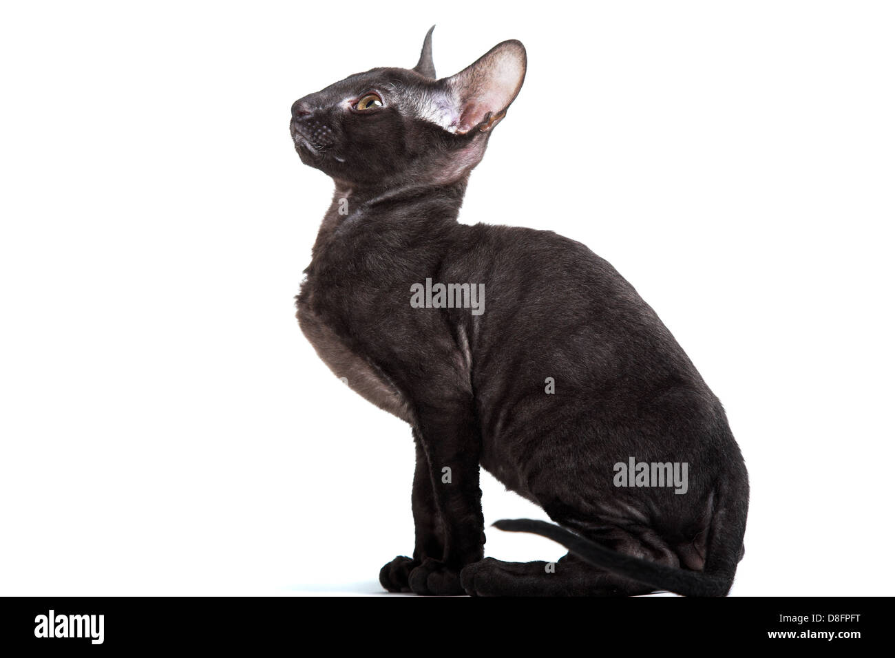 Black cornish rex cat hi-res stock photography and images - Alamy