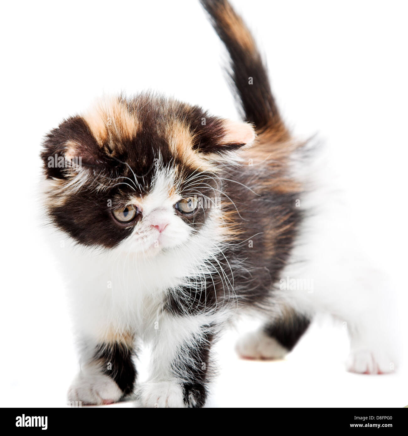 Tortoiseshell persian cat Stock Photo - Alamy