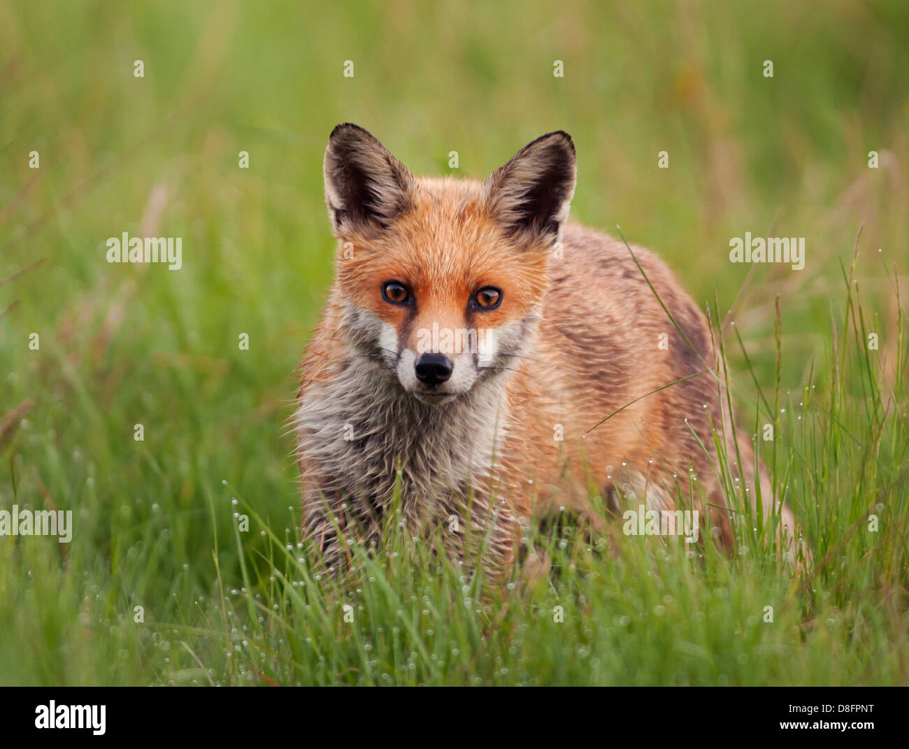 Curious red fox hi-res stock photography and images - Alamy