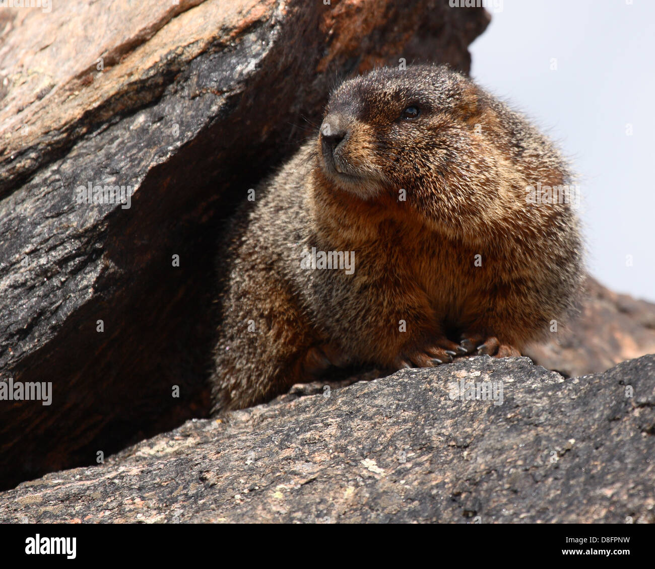 A Yellow-bellied Marmot outside its rocky burrow Stock Photo - Alamy