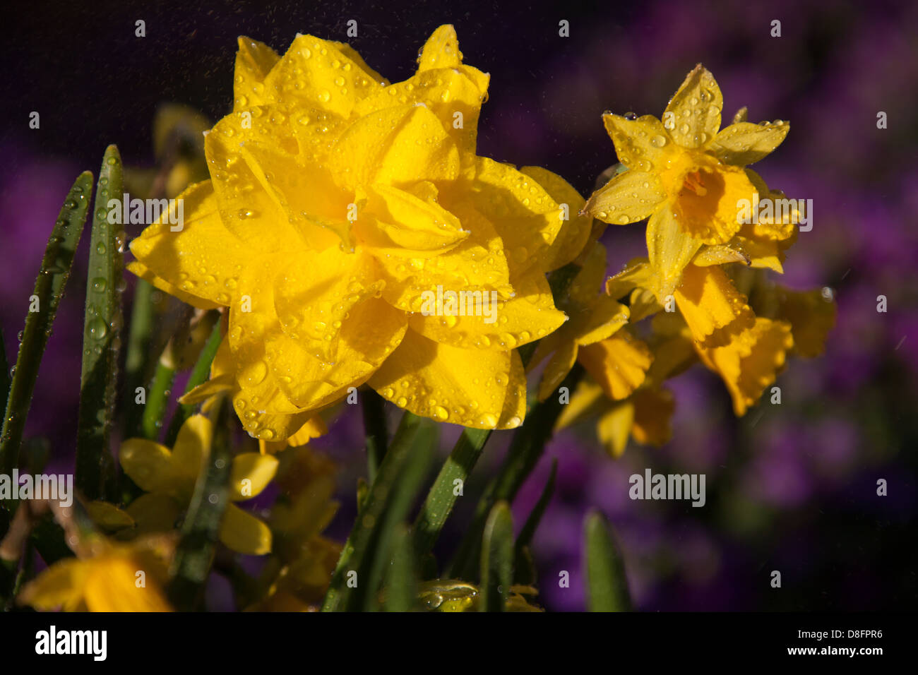 Close up picturesque spring view of a double headed daffodil in full ...