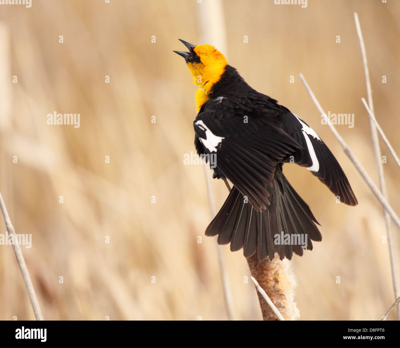 Yellow-headed Blackbird calling loudly Stock Photo - Alamy