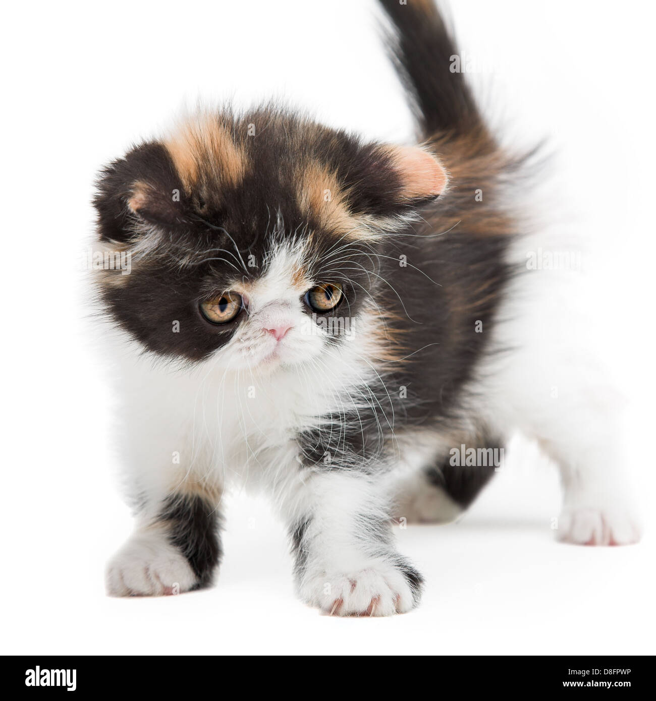 Tortoiseshell persian cat Stock Photo - Alamy