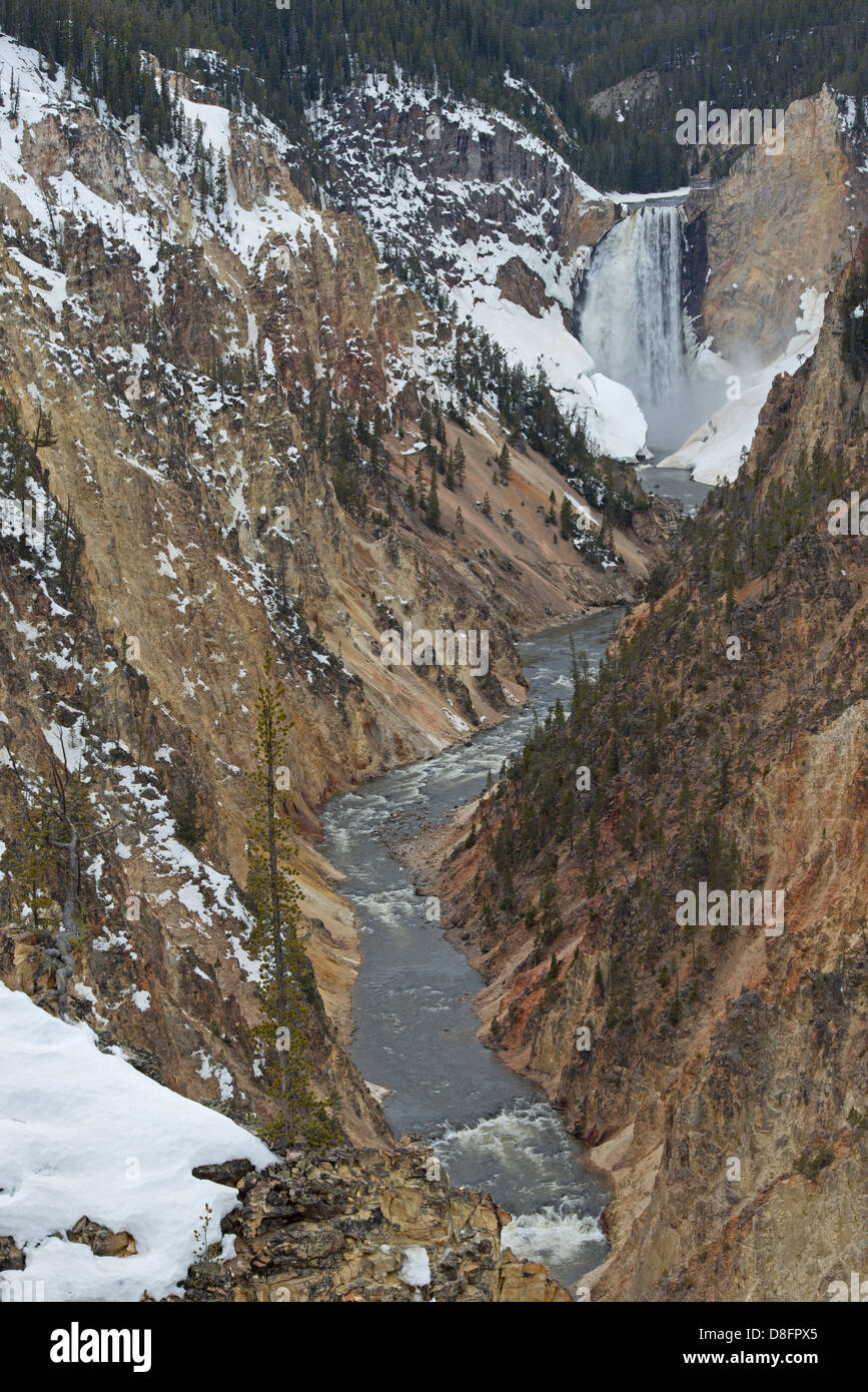 Lower Falls, Yellowstone National Park, Grand Canyon of the Yellowstone, Yellowstone Stock Photo ...