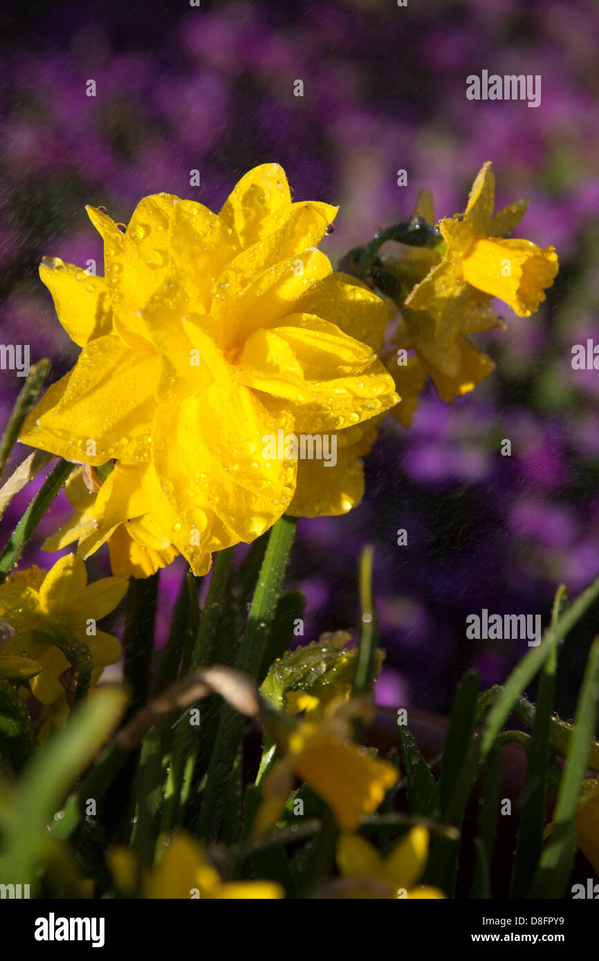 Double headed daffodils hi-res stock photography and images - Alamy