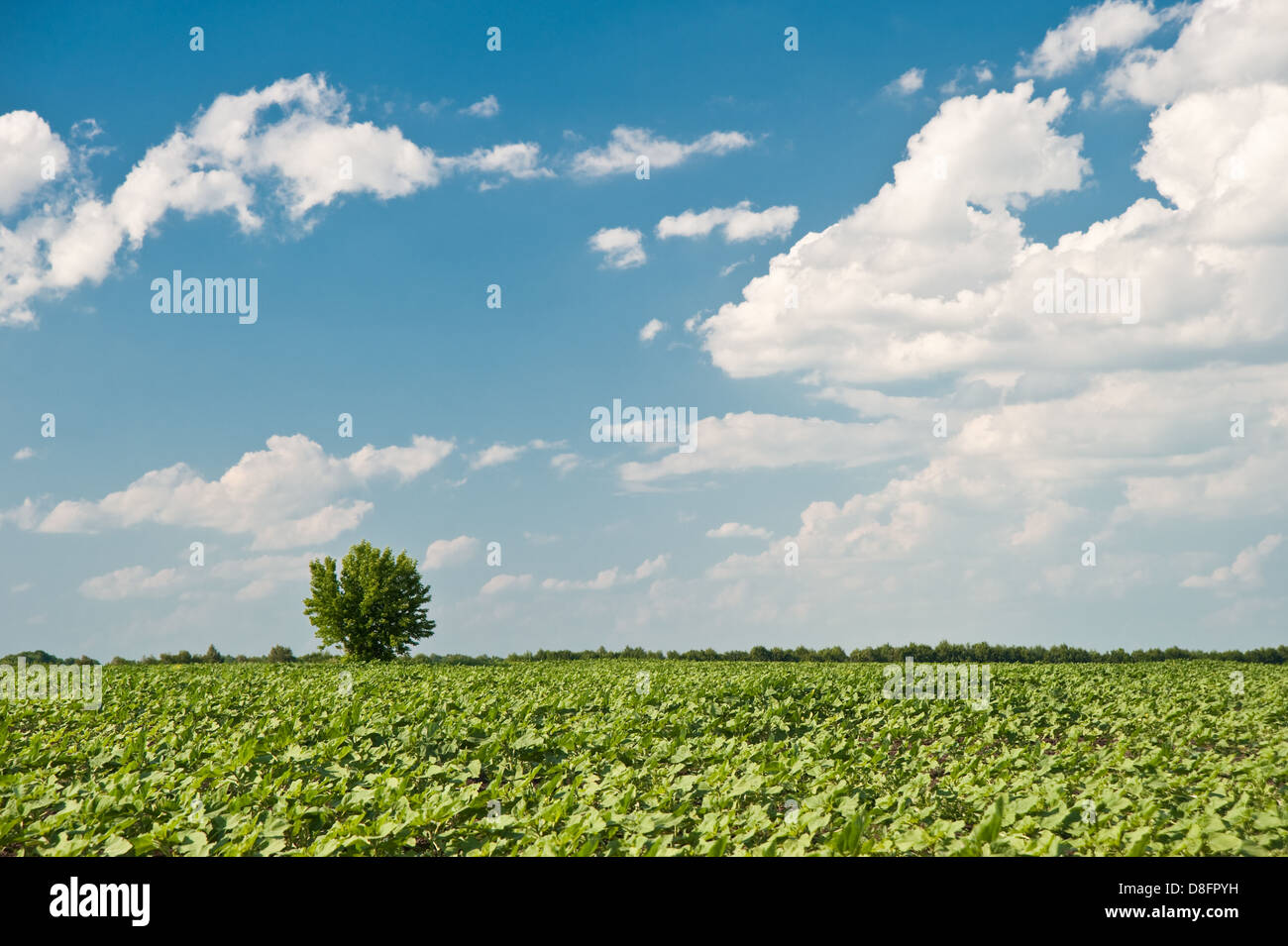 Tree and field Stock Photo - Alamy