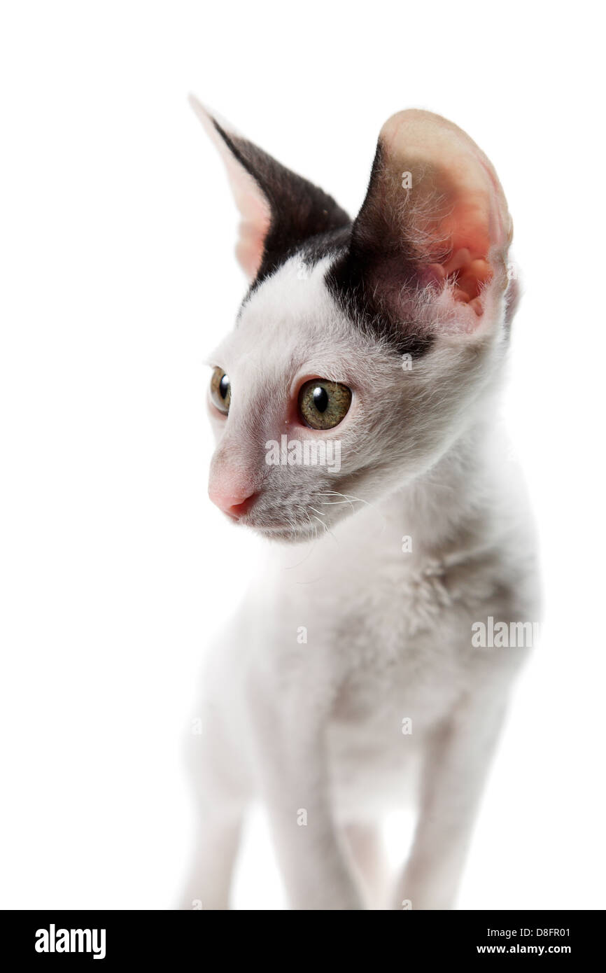 Black cornish rex cat hi-res stock photography and images - Alamy