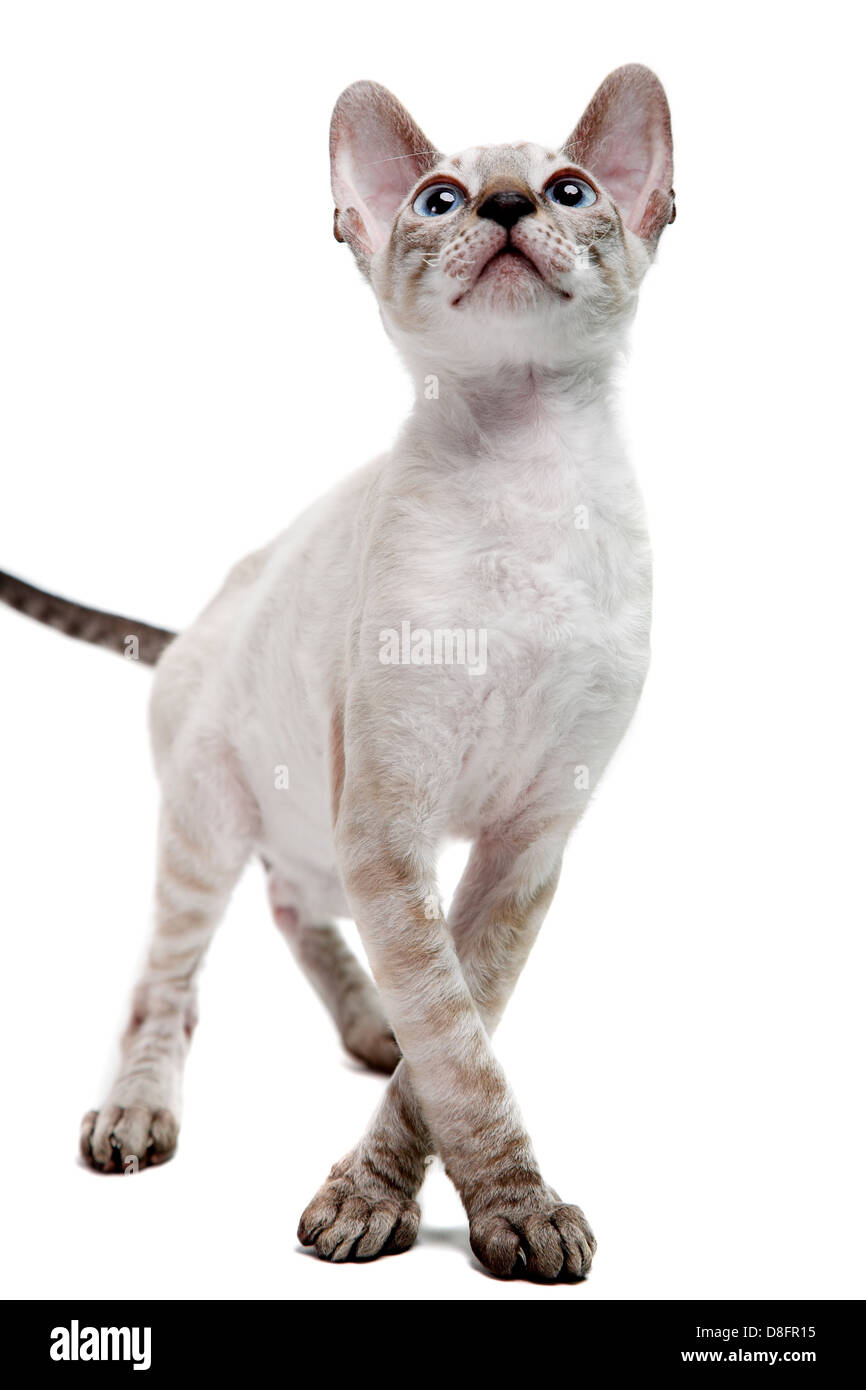 Cat cornish rex Cut Out Stock Images & Pictures - Alamy