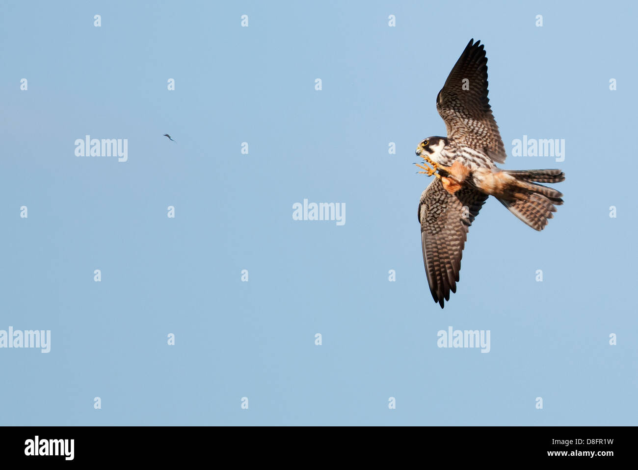Hobby (Falco subbuteo) hunting mayfly on the wing with one about to be ...