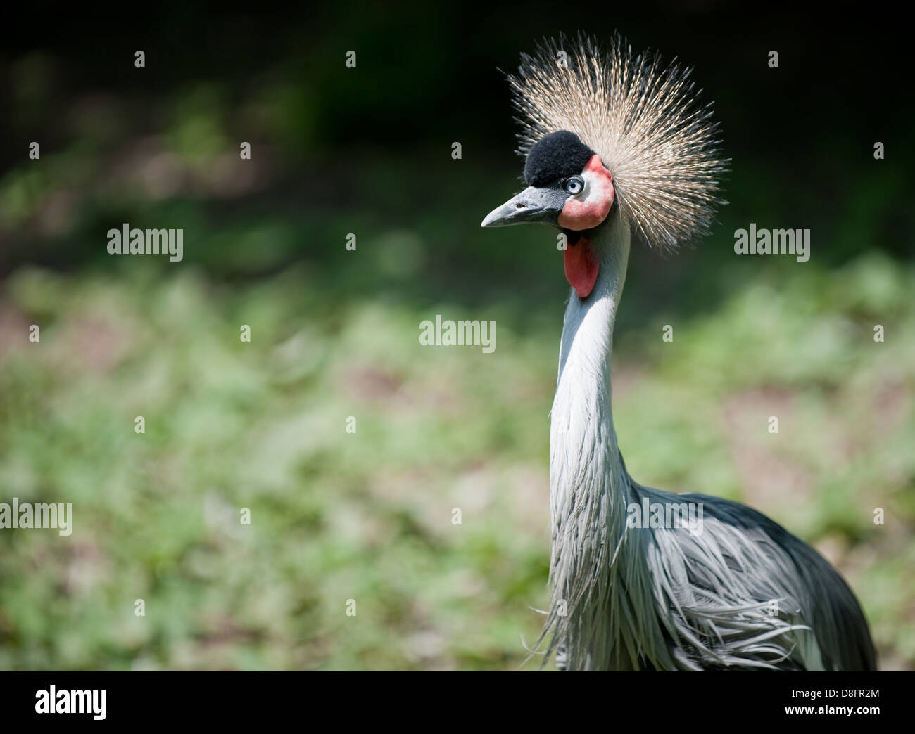 Black Crowned Crane Stock Photo - Alamy