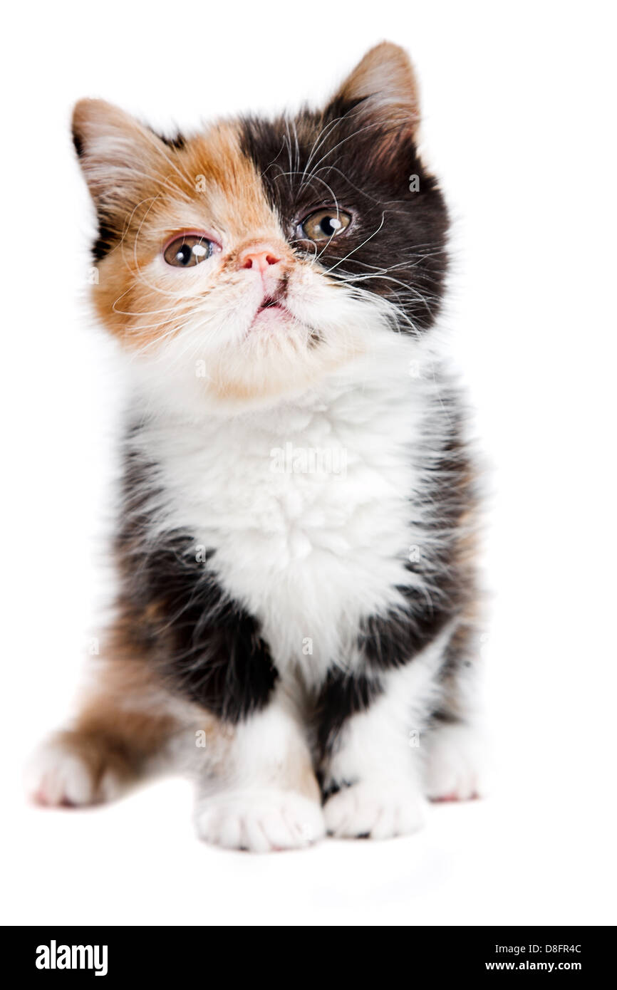Tortoiseshell persian cat Stock Photo - Alamy