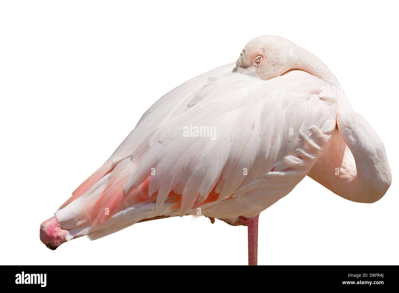 Flamingo standing on one Cut Out Stock Images & Pictures - Alamy