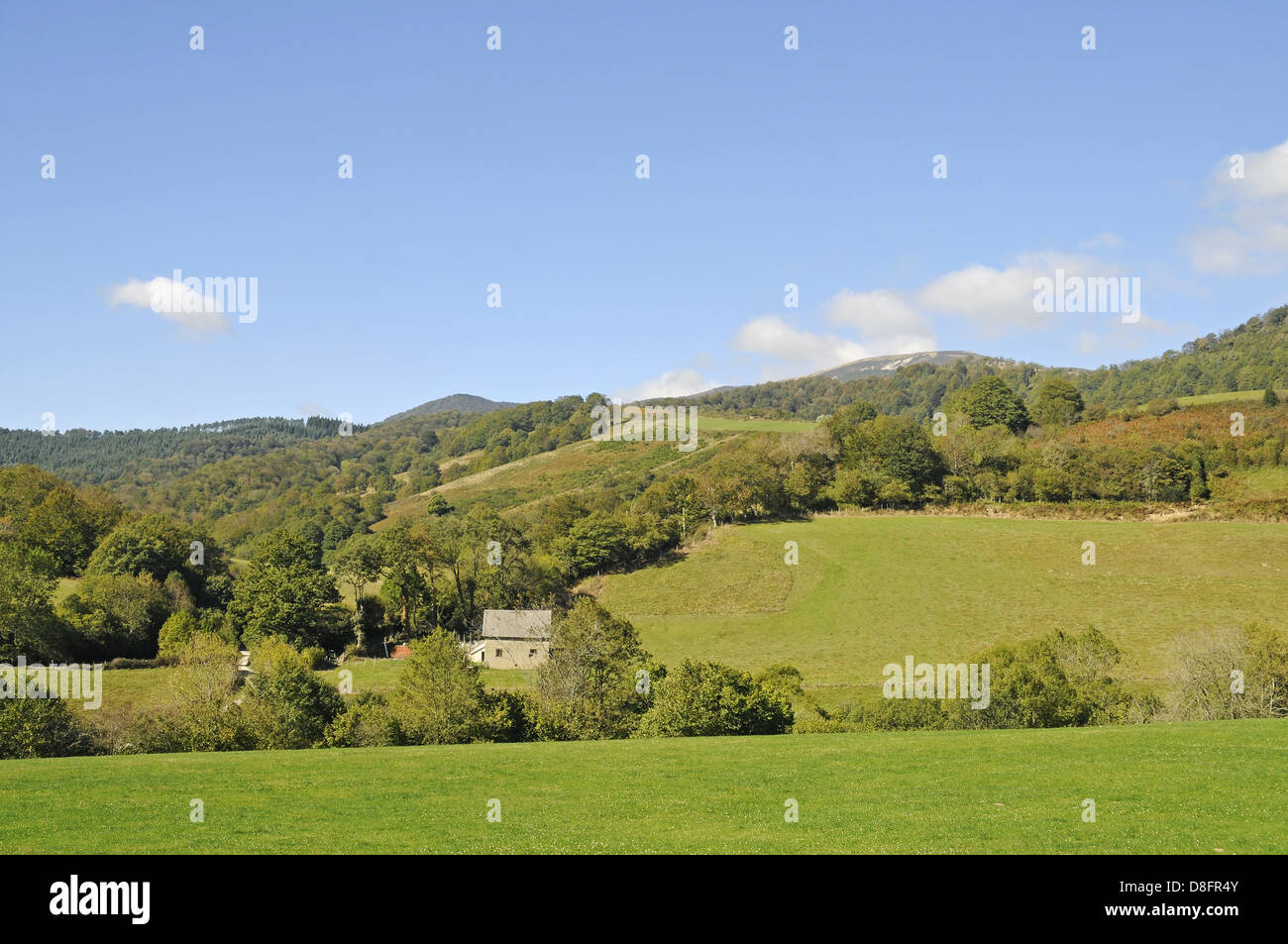 Selva de Irati Stock Photo - Alamy