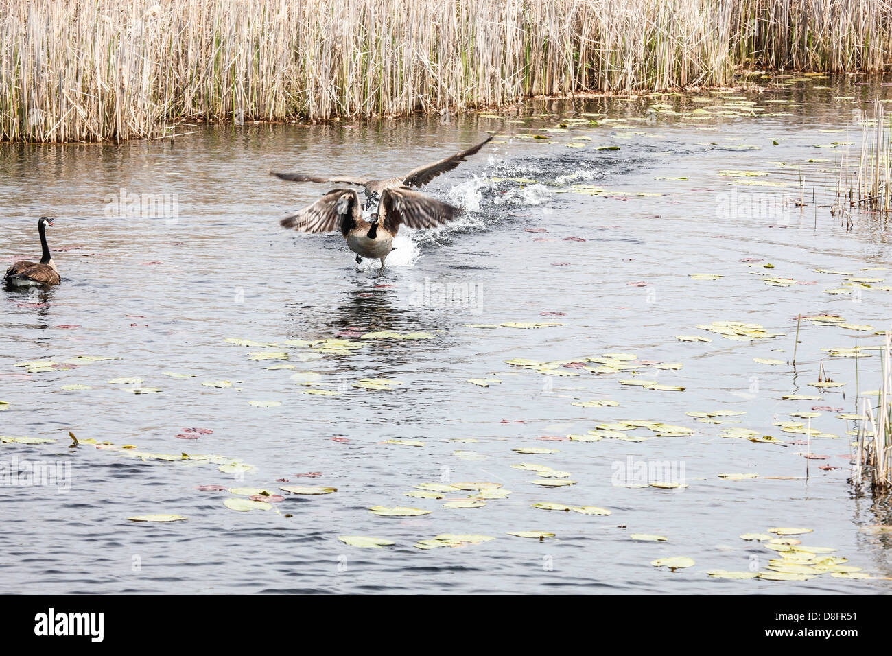 Wild Canada Goose nesting in Wetland in Ontario;Canada or Canada Geese ...