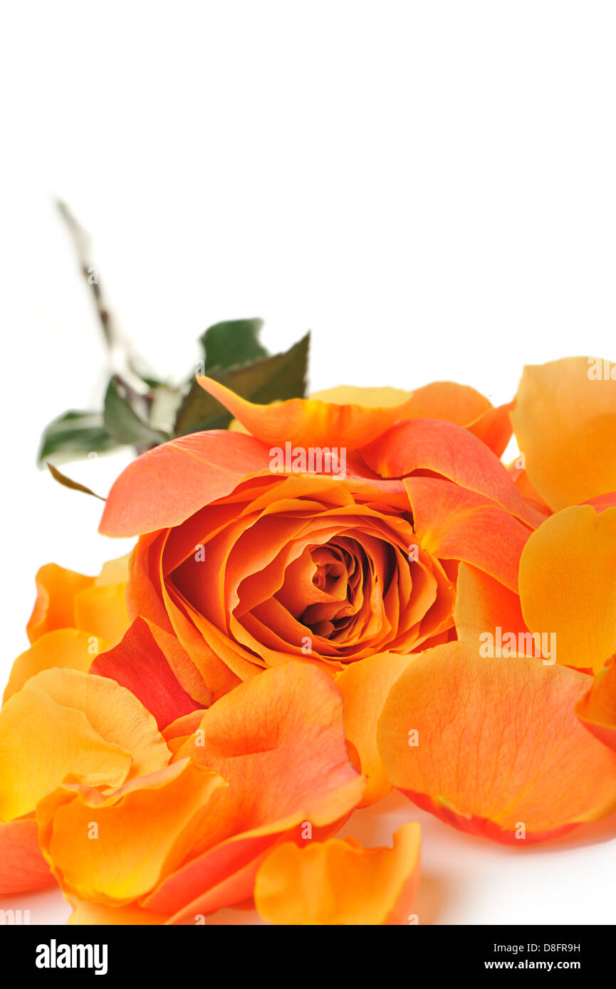 Rose with petals Stock Photo - Alamy