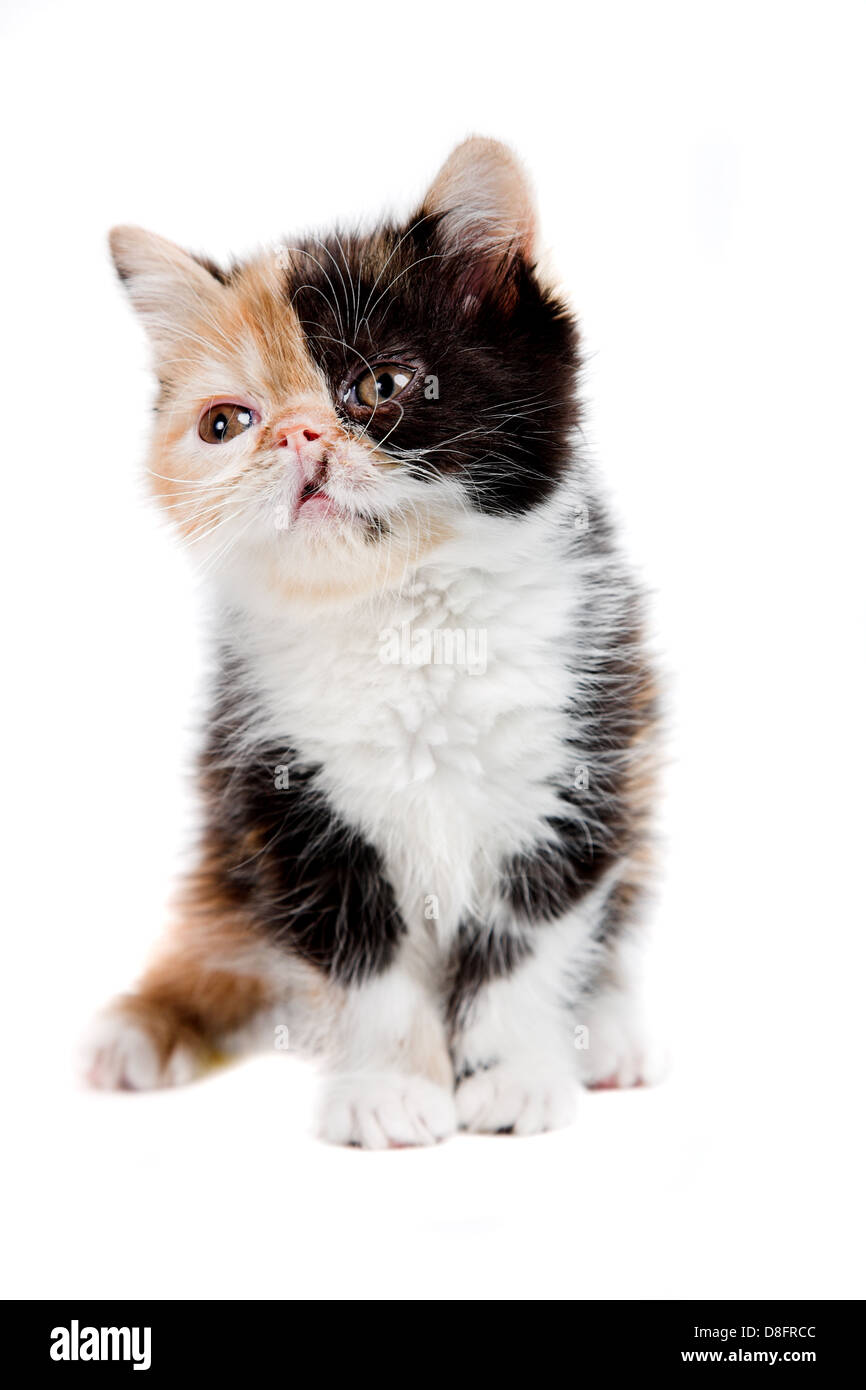 Tortoiseshell persian cat Stock Photo - Alamy