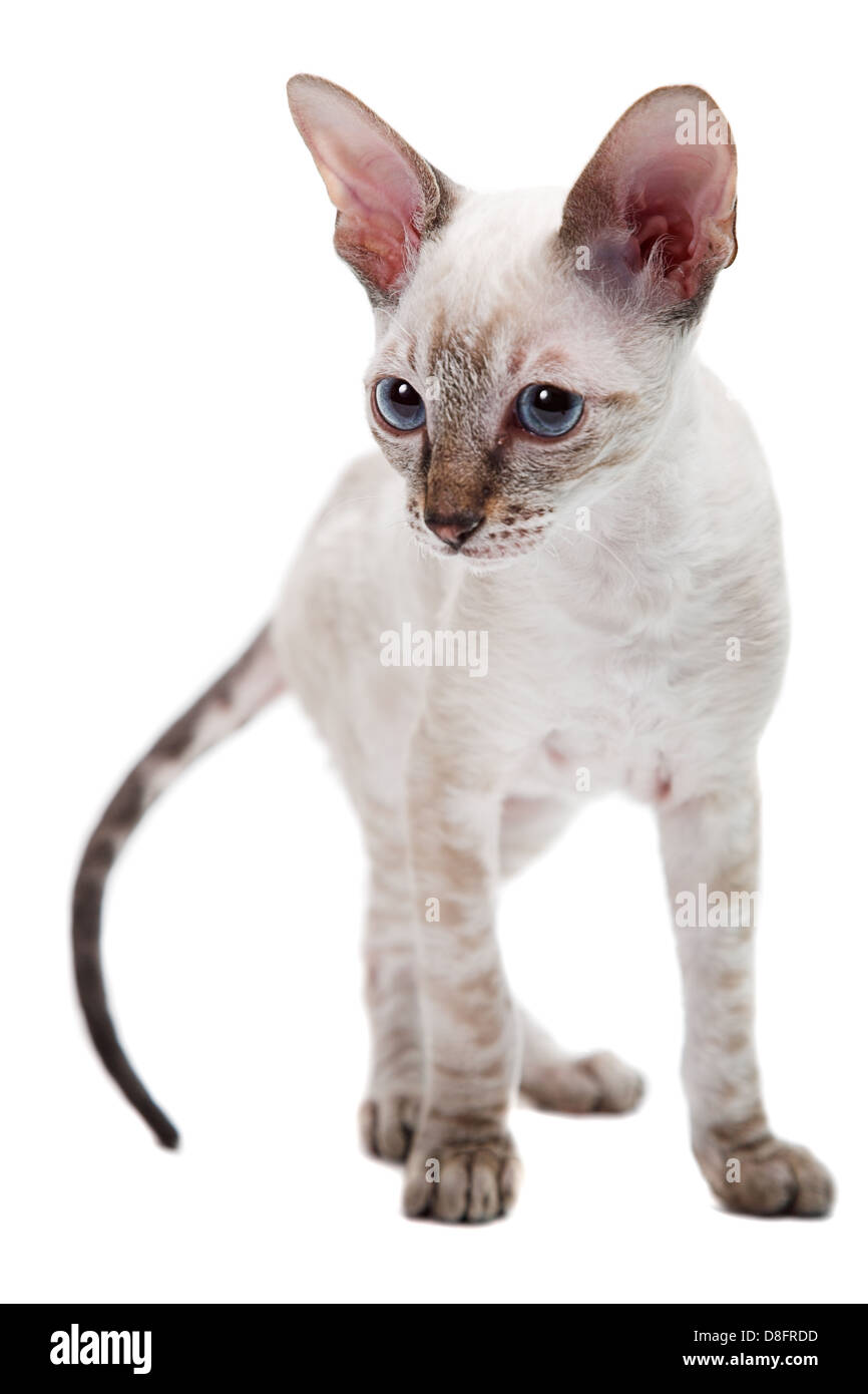 Black cornish rex cat hi-res stock photography and images - Alamy