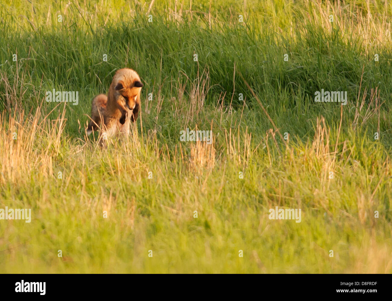 Red fox hunting mice hi-res stock photography and images - Alamy