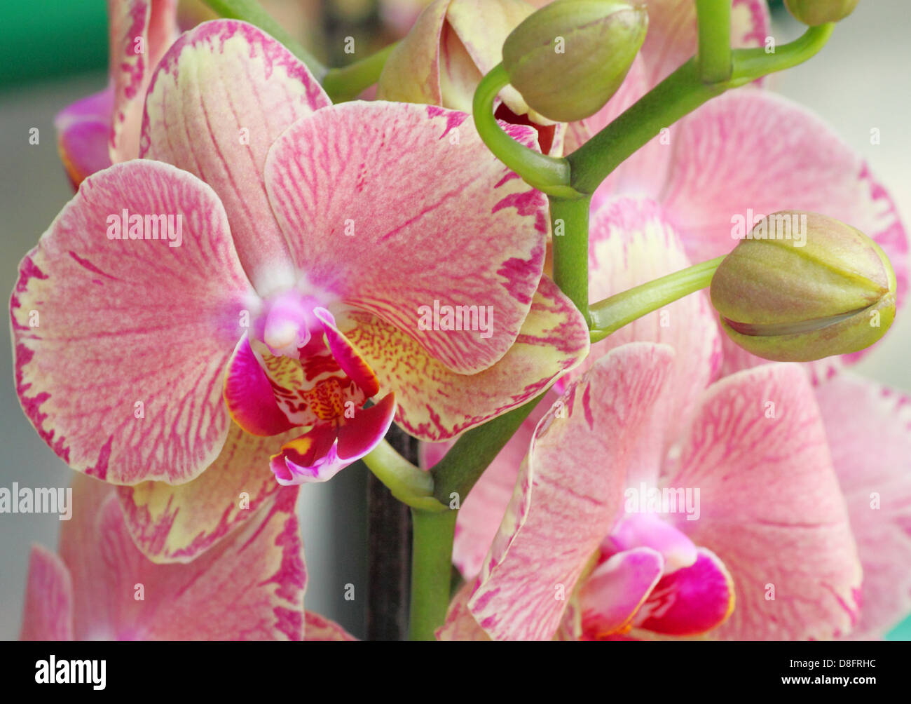 close up photo of orchid Stock Photo - Alamy
