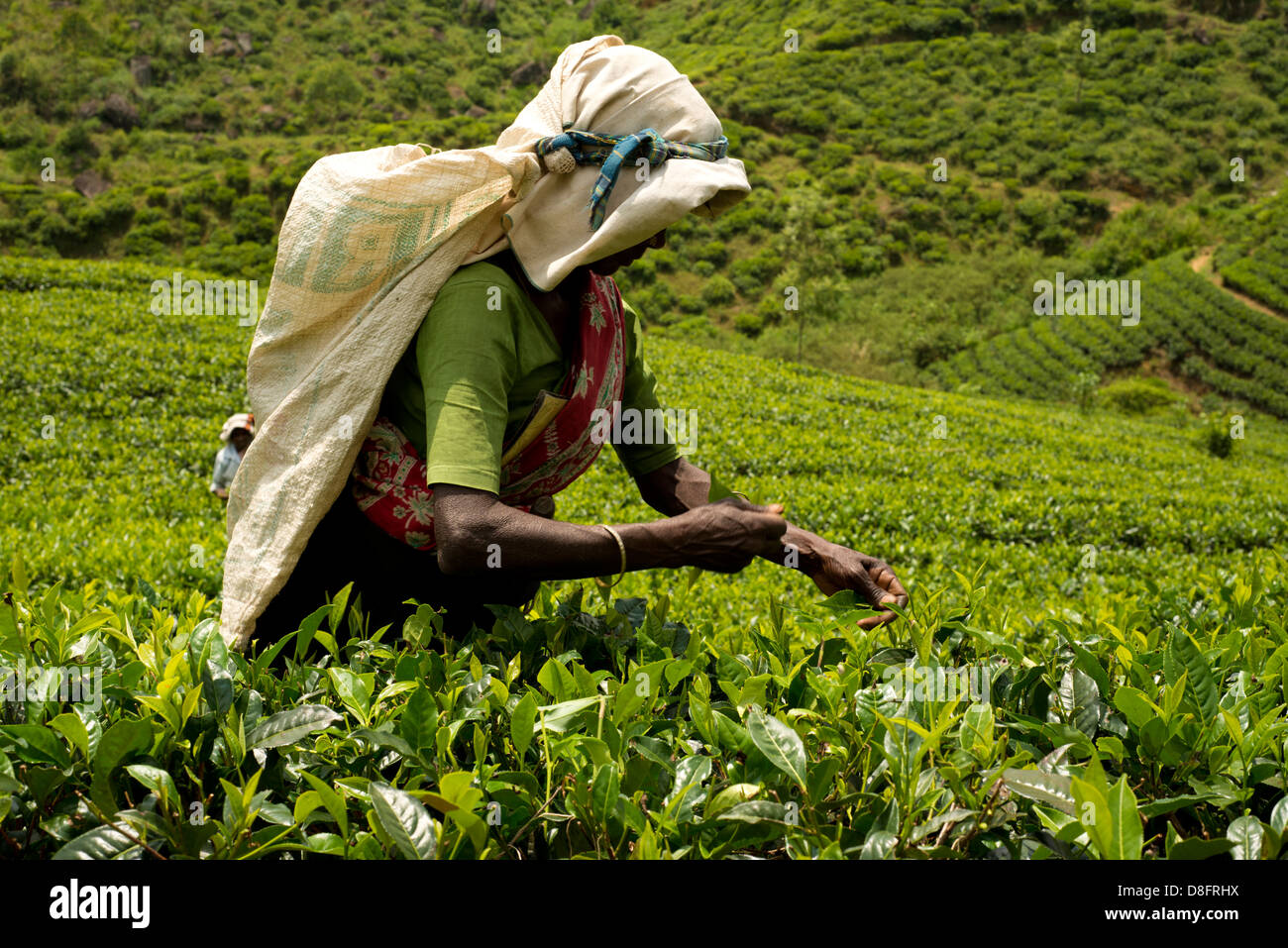 Woman picking tea Stock Photo - Alamy