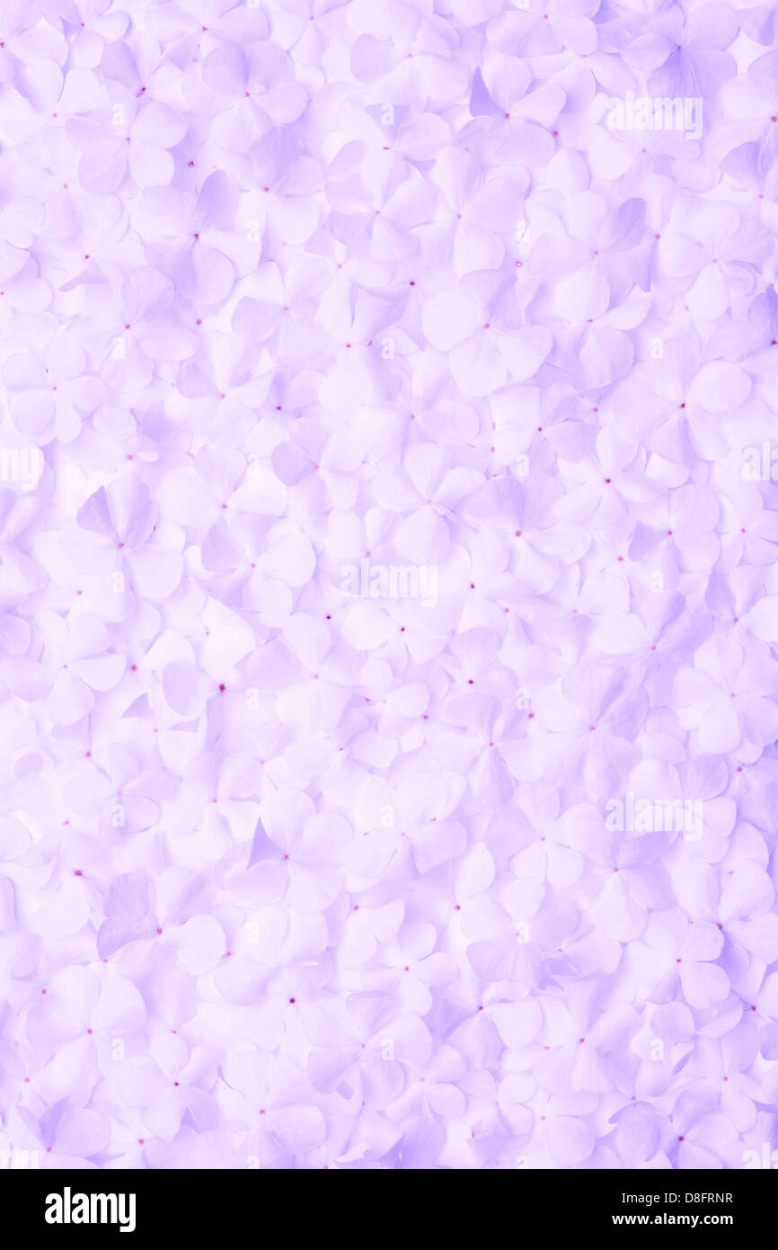 Pink flower texture hi-res stock photography and images - Alamy