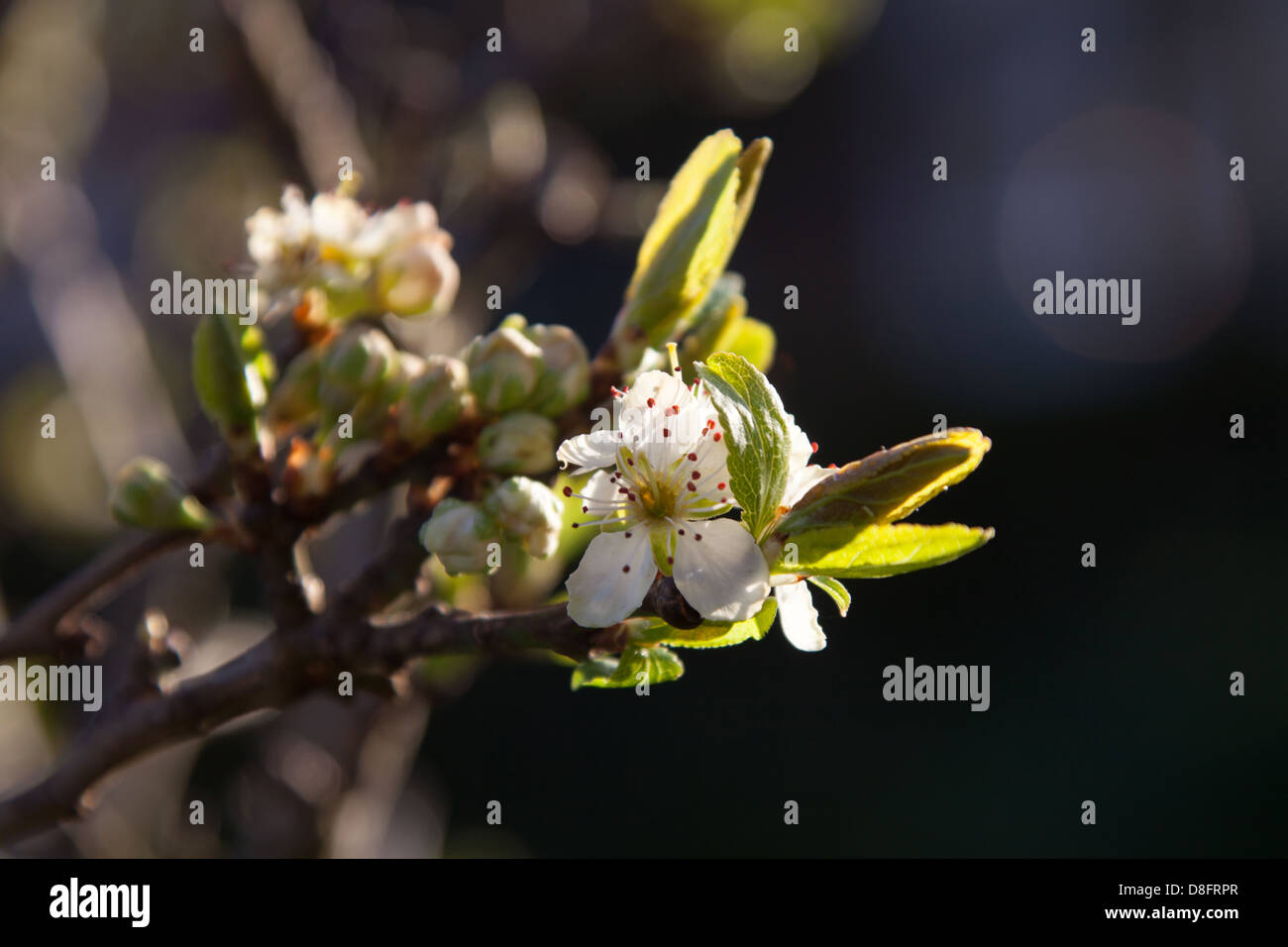 Close up picturesque spring view of pear tree blossom in full bloom, in ...