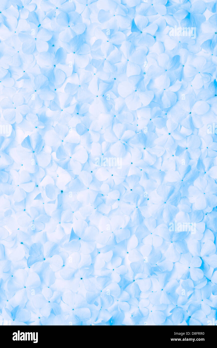 blue flower background or organic natural texture Stock Photo - Alamy