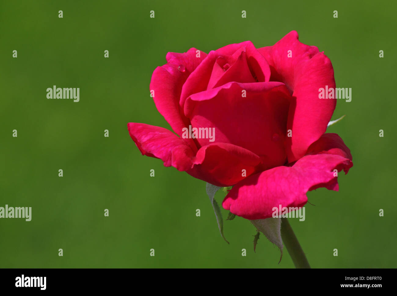 Deep fragrance hi-res stock photography and images - Alamy