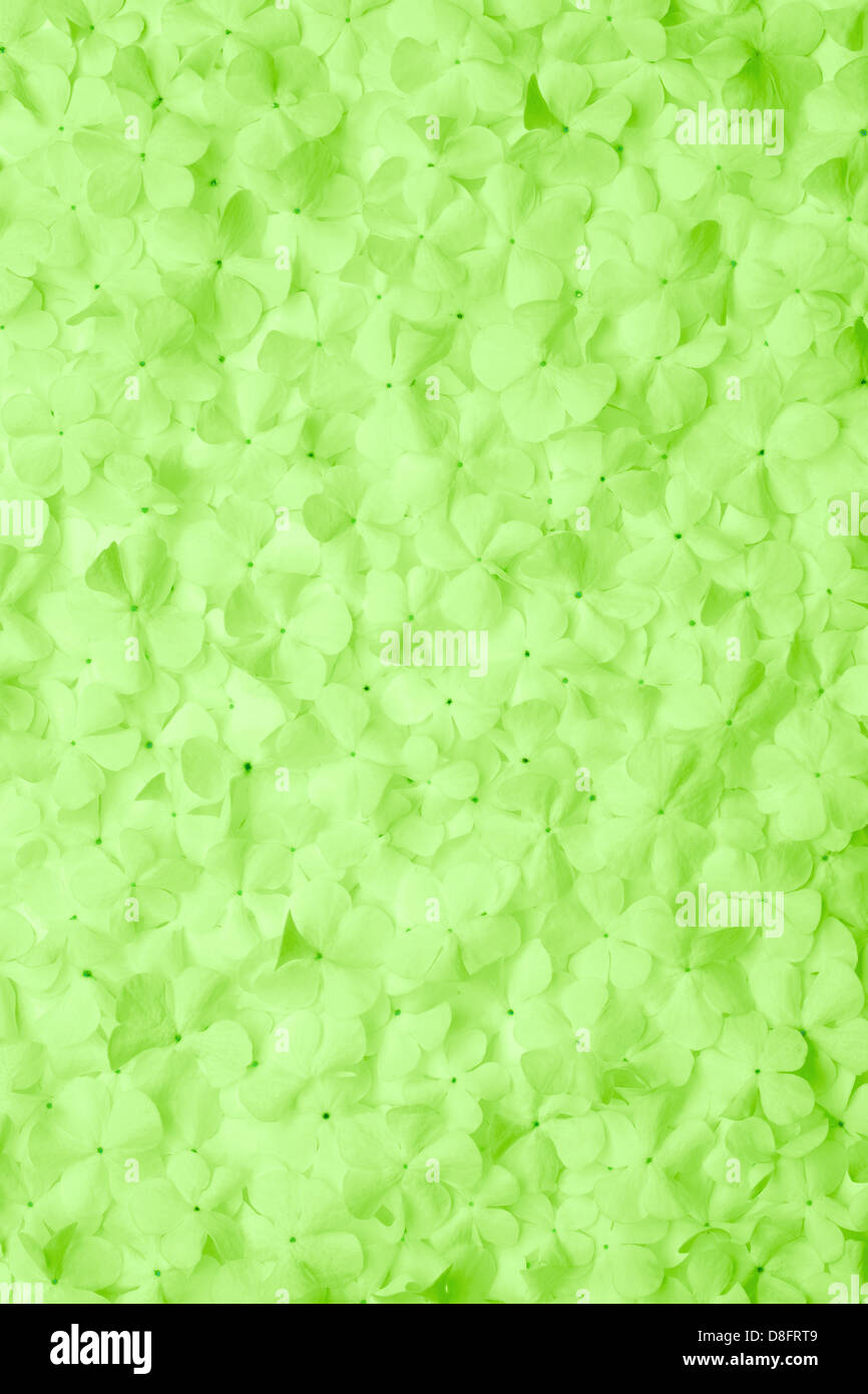 green flower background or organic natural texture Stock Photo - Alamy