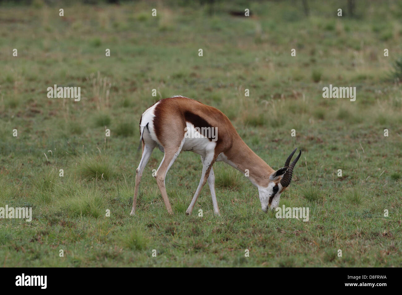 Springbok Pronking High Resolution Stock Photography and Images - Alamy